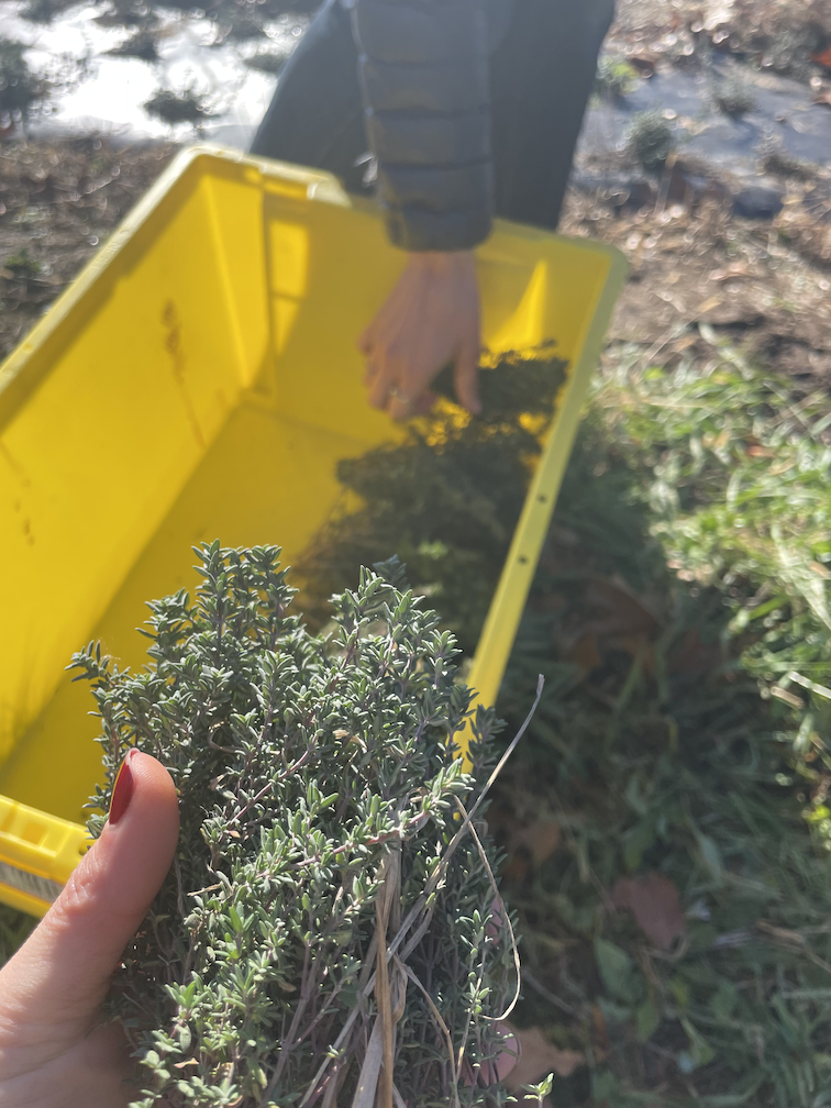 MIT students visit local farm supporting healthy food systems | MIT Sustainability